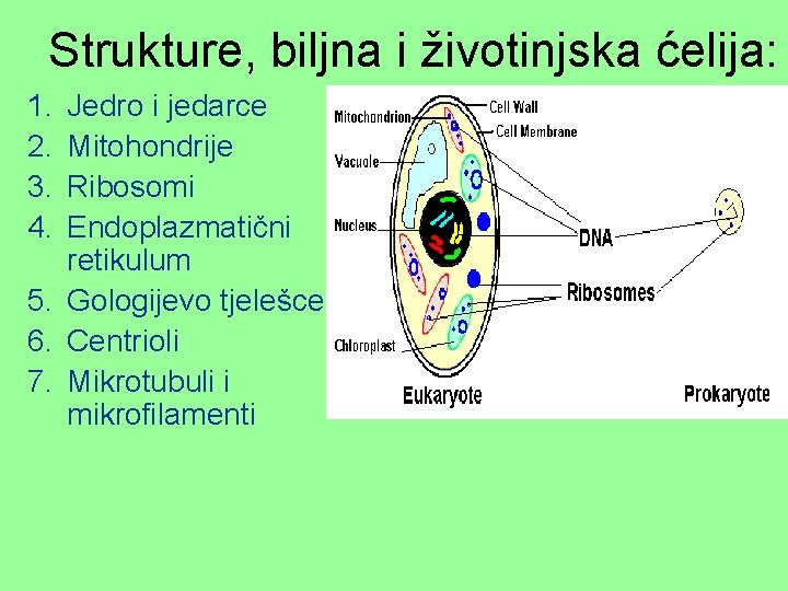 ANATOMIJA I MORFOLOGIJA BILJAKA MORFOLOGIJA BILJAKA fitomorfologija gr
