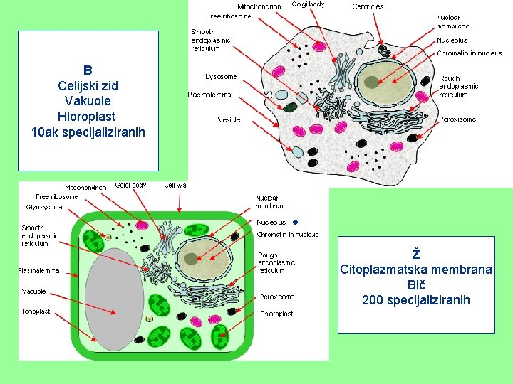 ANATOMIJA I MORFOLOGIJA BILJAKA MORFOLOGIJA BILJAKA fitomorfologija gr