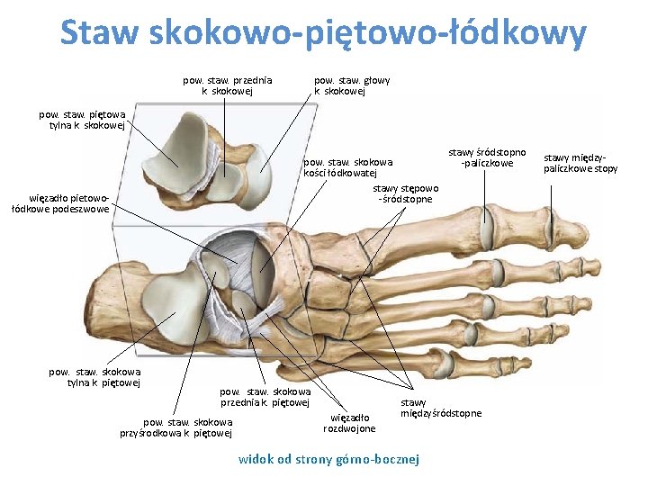Poczenia koci koczyny dolnej Poczenia koci miednicy Staw