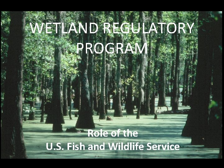 WETLAND REGULATORY PROGRAM Role of the U S