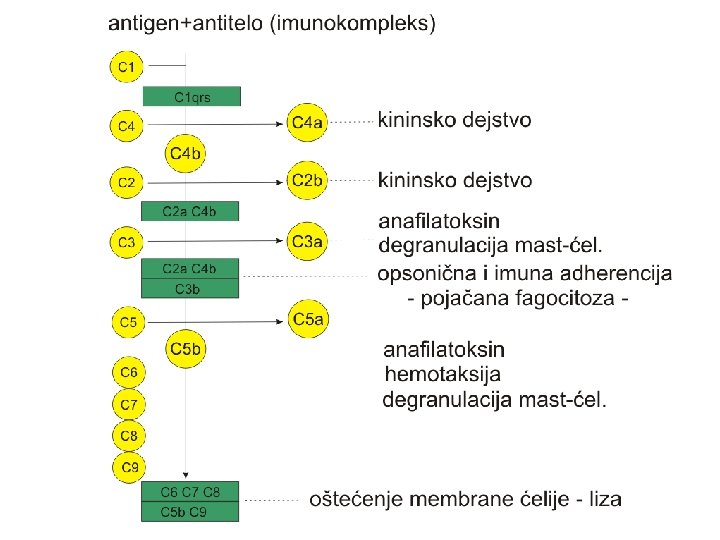 KOMPLEMENT Opte karakteristike komplementa C Komplementski sistem ili