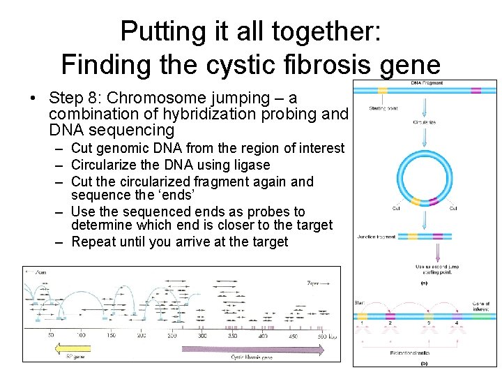 Putting it all together Finding the cystic fibrosis