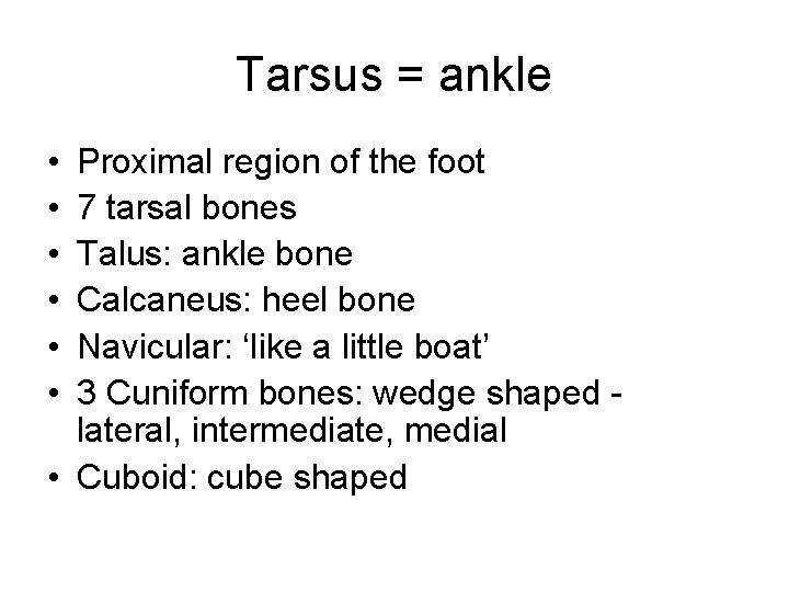 FOOT TARSALS METATARSALS PHALANGES The human foot is