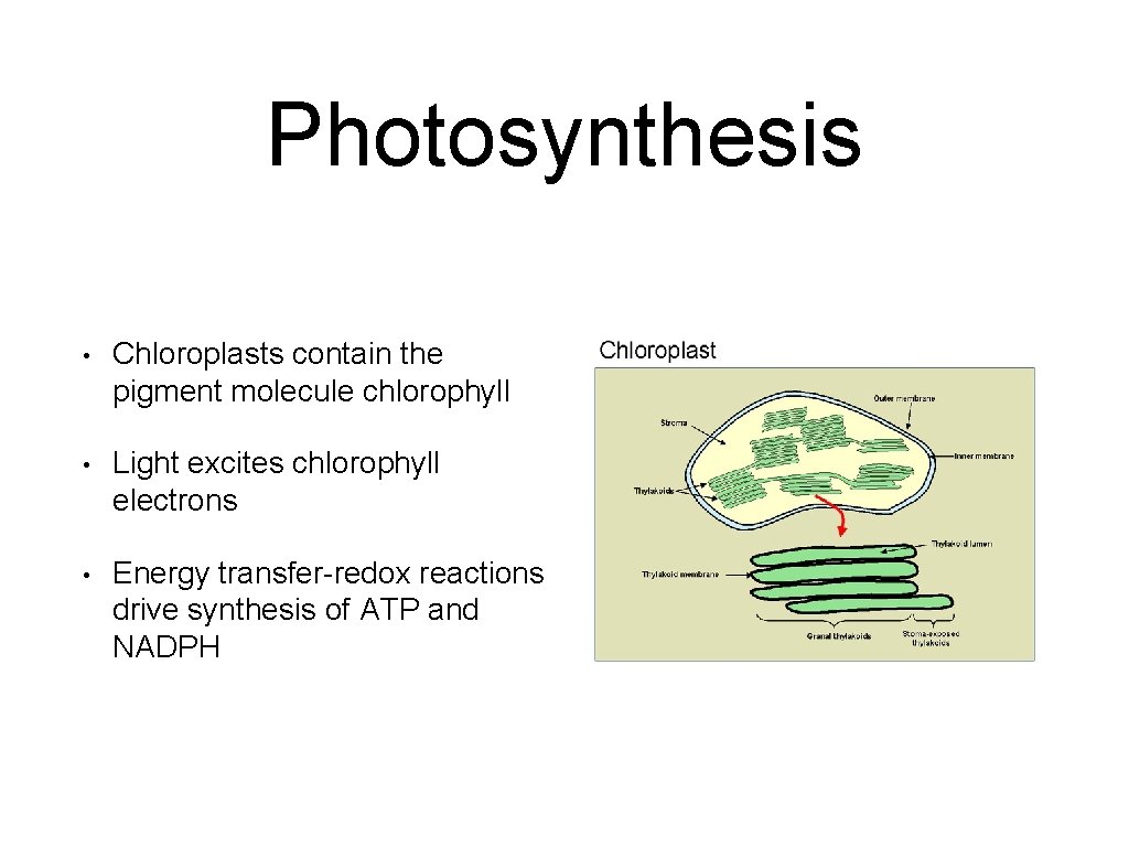 Inhibitors of Photosynthesis in Aquatic Plants By Marco