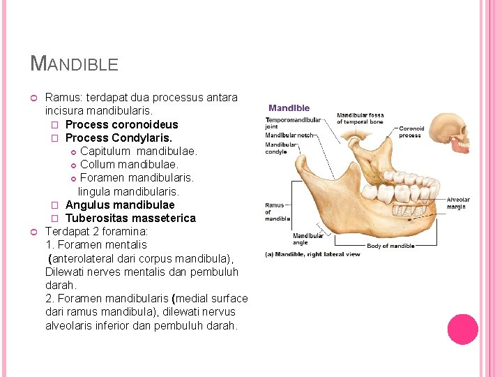TULANG RAHANG TMJ Fidya drg MSi TENGKORAK Kerangka