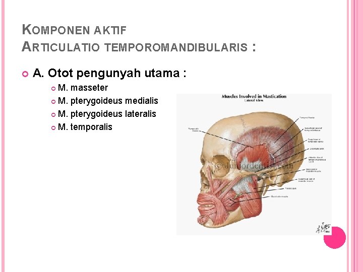 TULANG RAHANG TMJ Fidya drg MSi TENGKORAK Kerangka