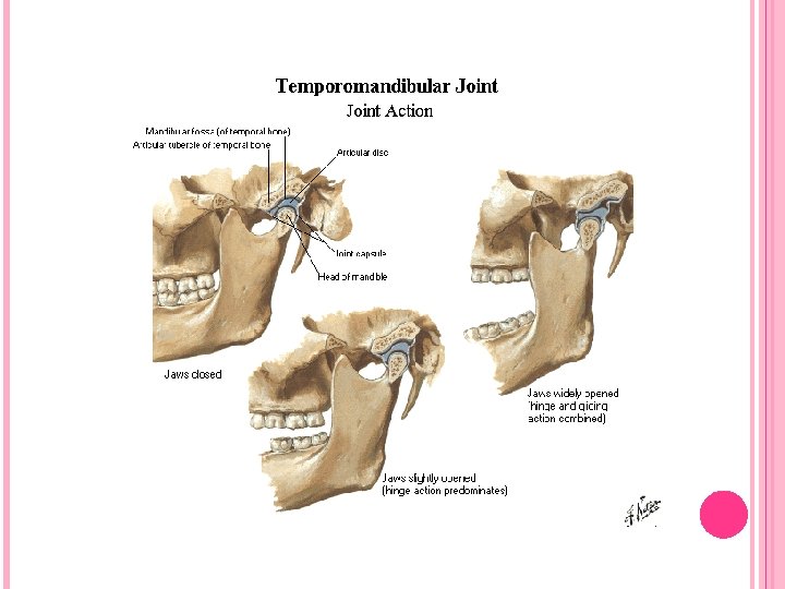 TULANG RAHANG TMJ Fidya drg MSi TENGKORAK Kerangka