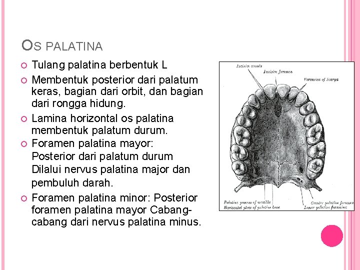 TULANG RAHANG TMJ Fidya drg MSi TENGKORAK Kerangka