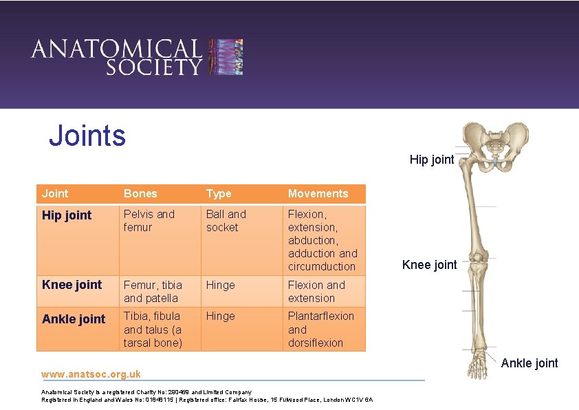 The Lower Limb www anatsoc org uk Anatomical