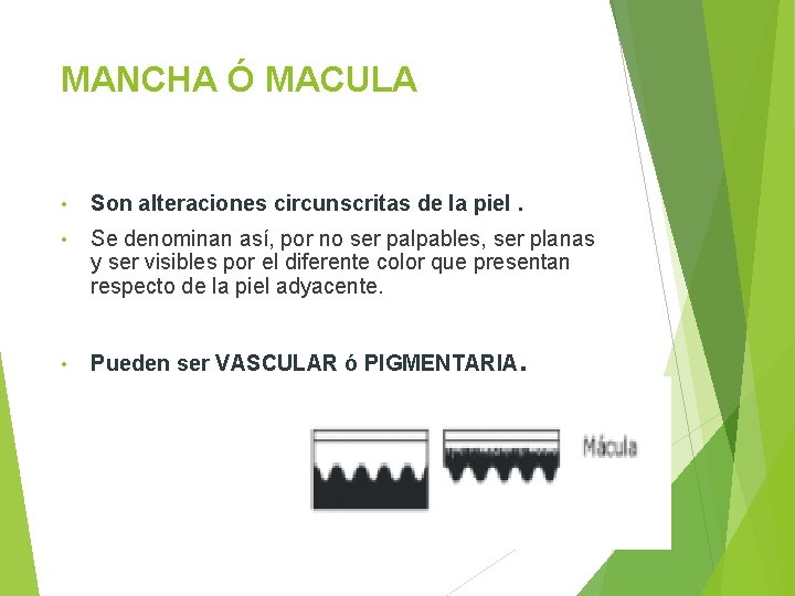 PROPEDUTICA Dermatolgica PIEL ECTODERMO MESODERMO Epidermis Folculos ...