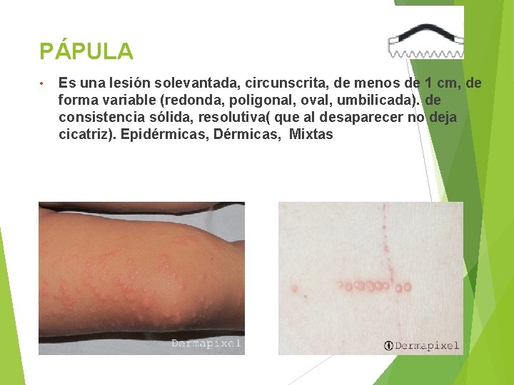 PROPEDUTICA Dermatolgica PIEL ECTODERMO MESODERMO Epidermis Folculos ...