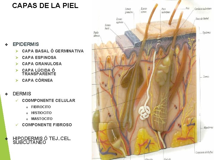 PROPEDUTICA Dermatolgica PIEL ECTODERMO MESODERMO Epidermis Folculos ...