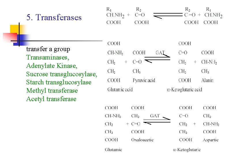 Microbial Enzymes 2 nd Year Students MicrobiologyChemistry Prof