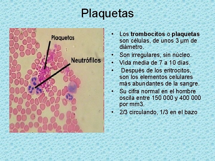 Funcin de las plaquetas en la hemostasia Plaquetas