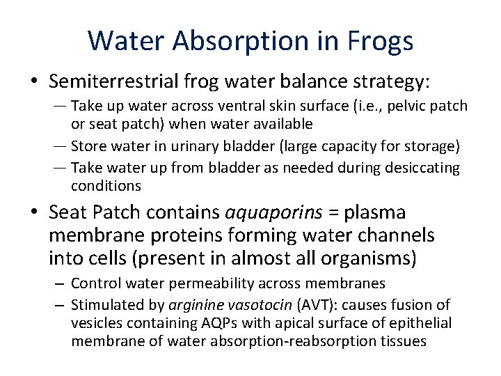 Water Absorption in Frogs Frogs capable of absorbing