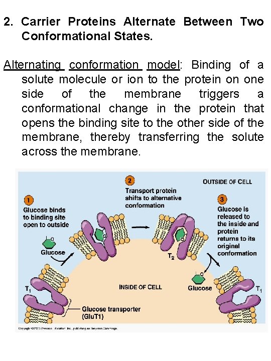 Chapter 8 Transport Across Membranes Overcoming The Permeability