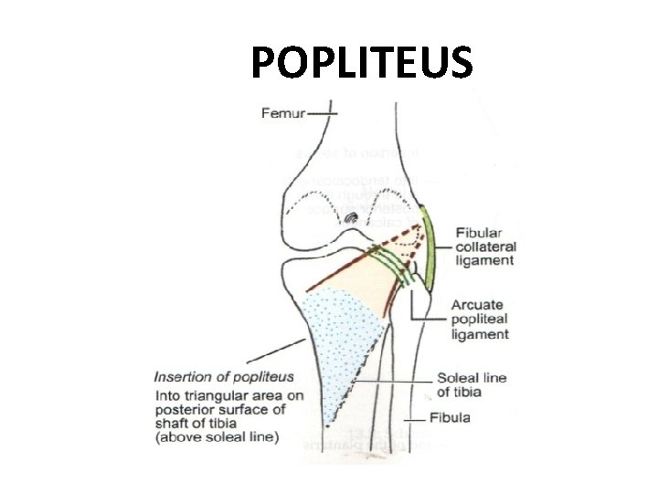 BACK OF LEG Dr Rakesh Kumar Verma Assistant