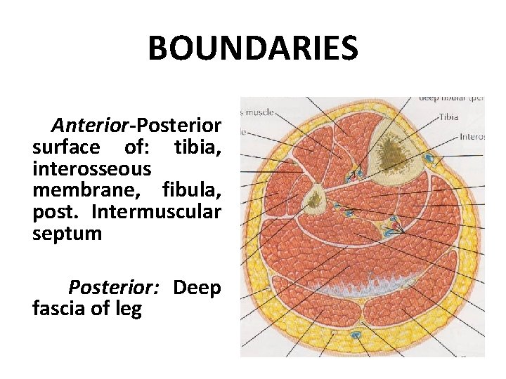 BACK OF LEG Dr Rakesh Kumar Verma Assistant