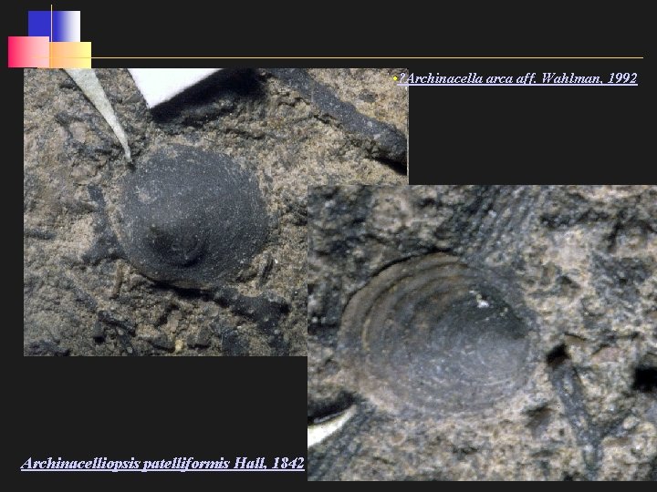 Monoplacophora Mollusco monoplacoforo visto dal dorso conchiglia A