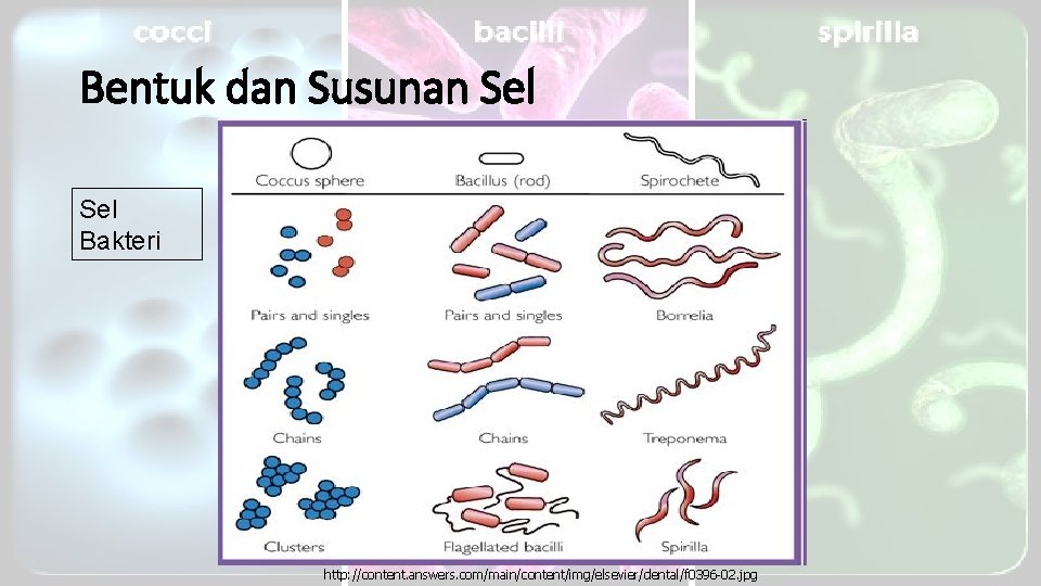 ISOLASI DAN IDENTIFIKASI BAKTERI 9 Mei 2016 SUMBER