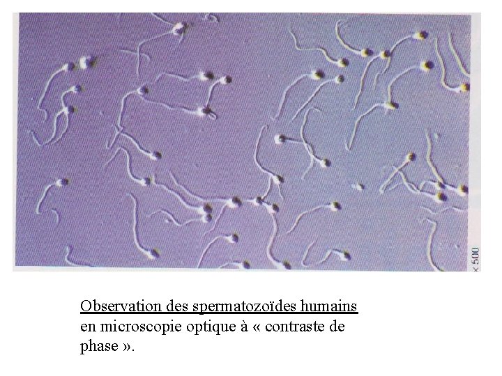 Chapitre IV Procration Leon 2 Rgulation De La Chapitre IV Procration Leon 2 Rgulation De La