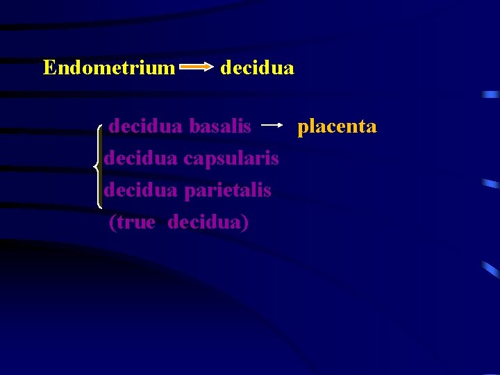 Physiology of pregnancy Department of obstetric and gynecology