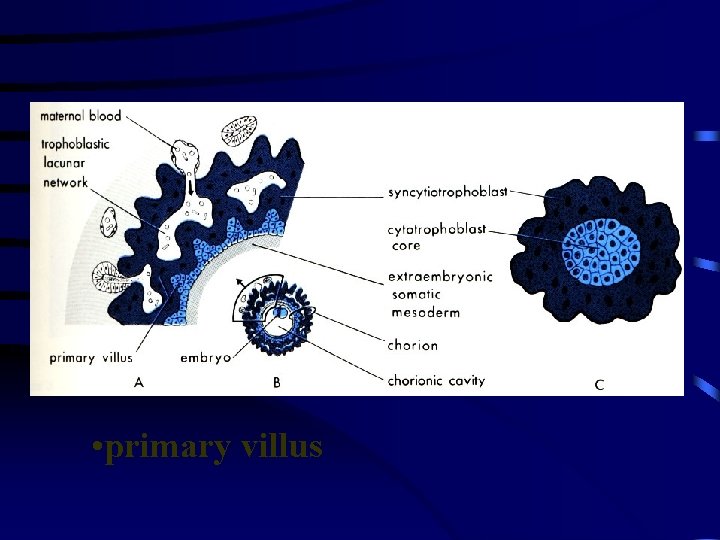 Physiology of pregnancy Department of obstetric and gynecology