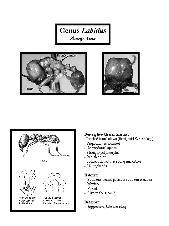 Subfamily Ectioninae Army Ants Compiled by Hilda Taylor