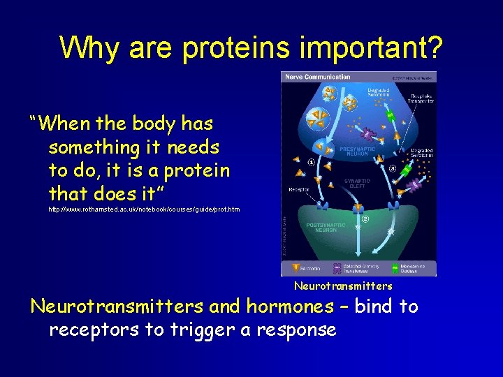 PROTEINS The final product of the DNA blueprint