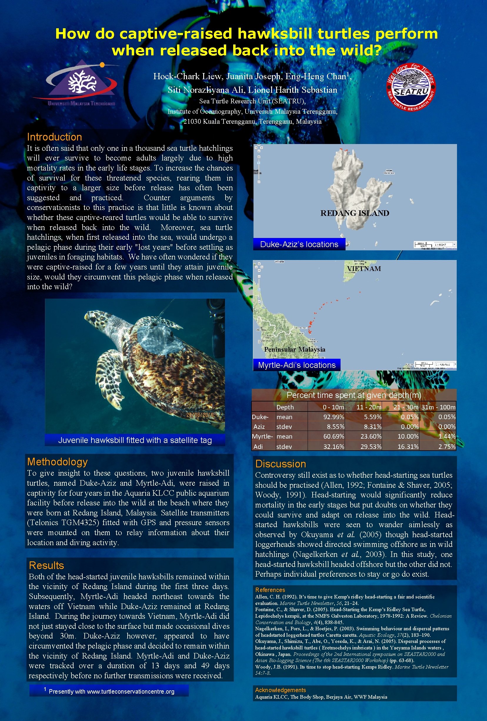 How do captiveraised hawksbill turtles perform when released