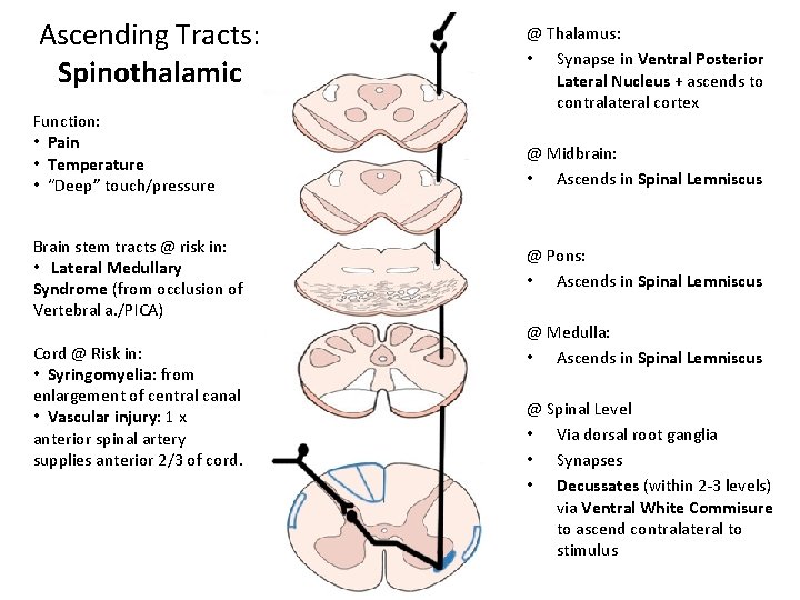 Spinal Tracts Brain Stem Revision David Eagle Ascending