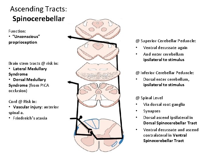 Spinal Tracts Brain Stem Revision David Eagle Ascending