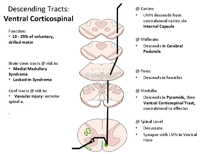 Spinal Tracts Brain Stem Revision David Eagle Ascending
