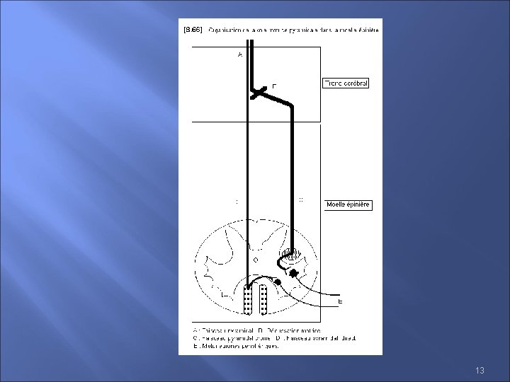 LE SYNDROME PYRAMIDAL 1 Les voies pyramidales sont