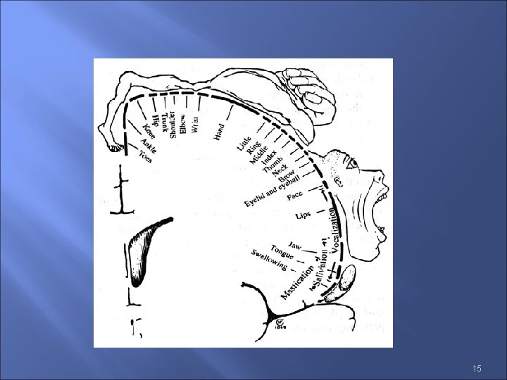 LE SYNDROME PYRAMIDAL 1 Les voies pyramidales sont