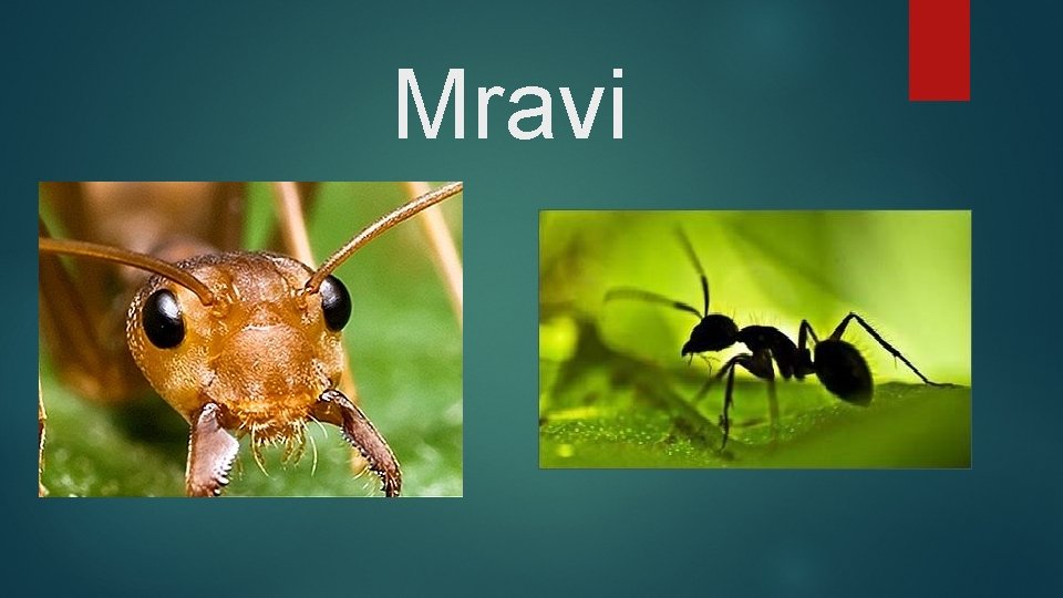 Mravi Mravi spadaju u porodicu kukaca koja ivi