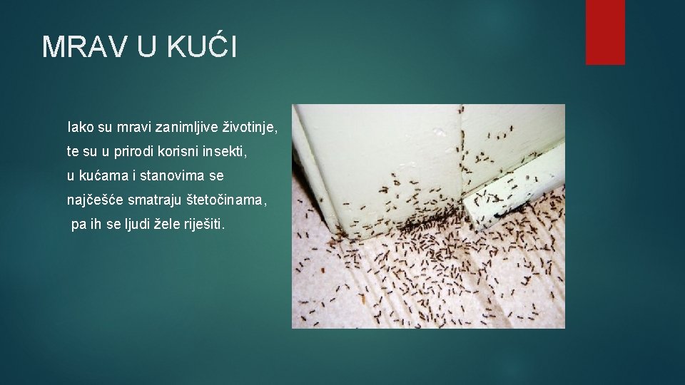 Mravi Mravi spadaju u porodicu kukaca koja ivi