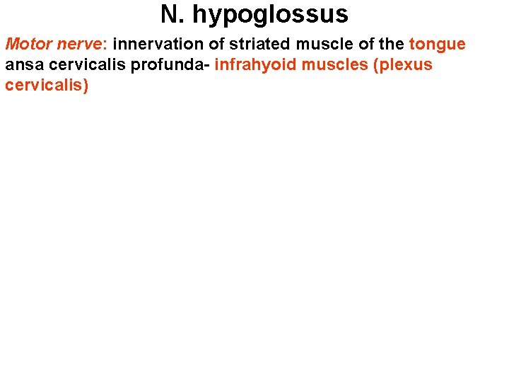 THE CRANIAL NERVESnervi craniales I Nervus olfactorius the