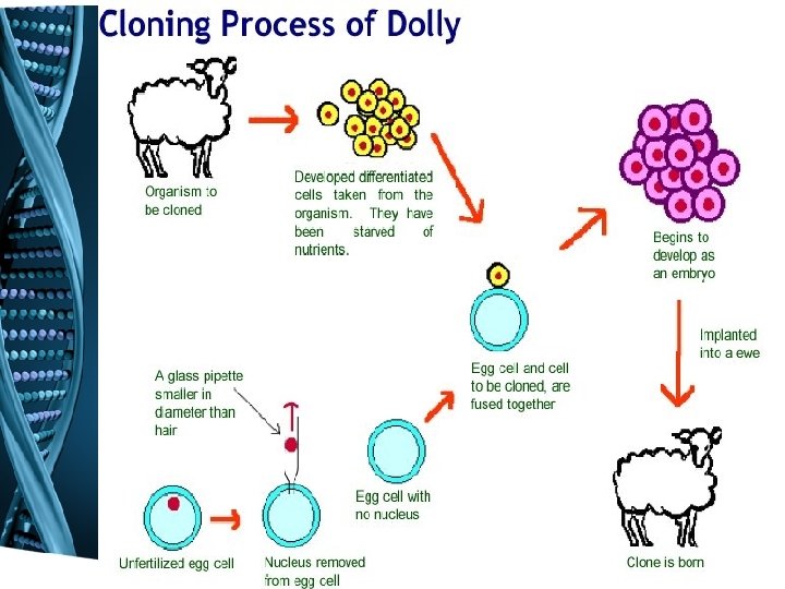 What is Biotechnology the controlled and deliberate manipulation