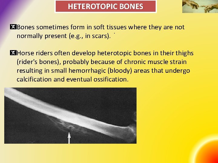 CLINICAL ANATOMY II COMMITTEEE Kaan Ycel M D