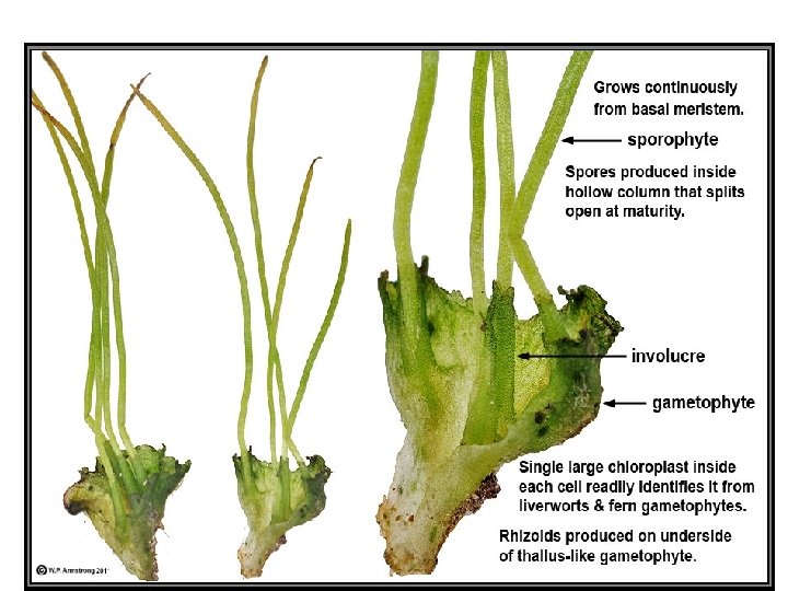 Lumut Tanduk Anthocerotopsida Dan Lumut Daun Musci Oleh