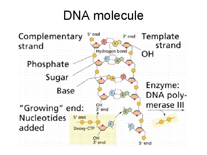 Reporting Category 2 Mechanisms of Genetics Station 7