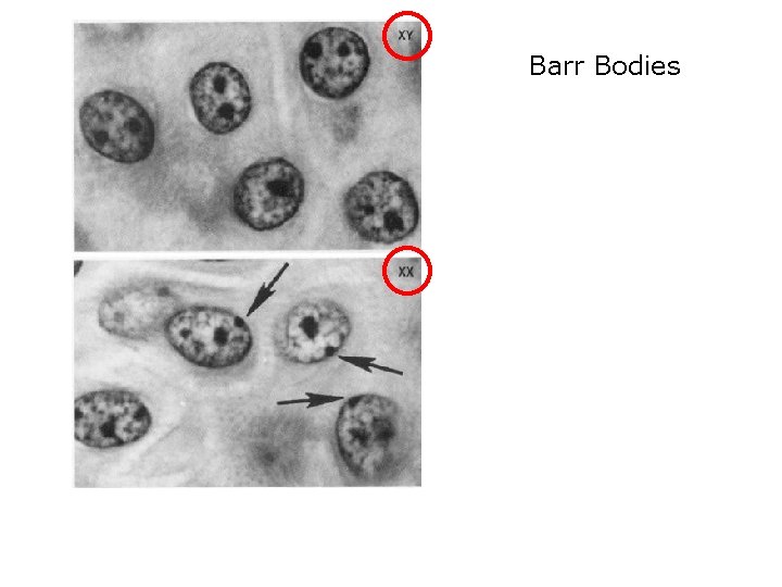 Epigenesis and Genetic Regulation Mechanisms of Gene Expression