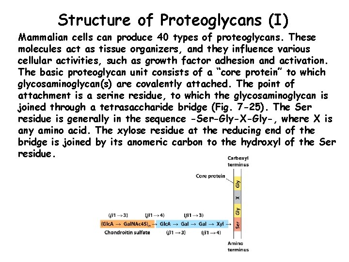 Chap 7 B Carbohydrates and Glycobiology Monosaccharides and