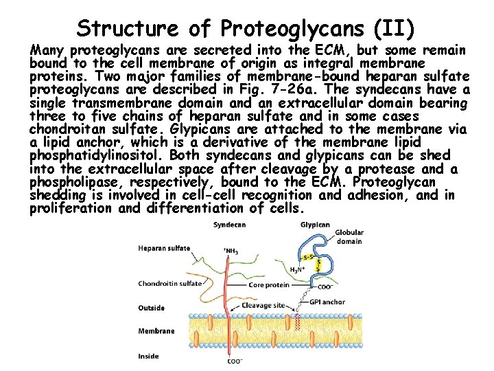 Chap 7 B Carbohydrates and Glycobiology Monosaccharides and
