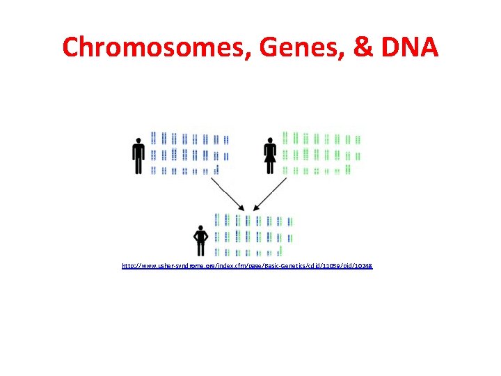 Chromosomes Genes DNA Chromosomes Genes DNA http en