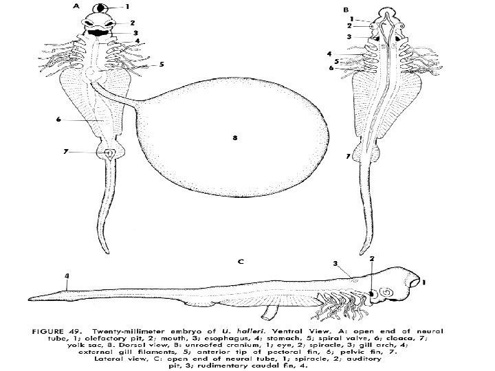 AWAL DAUR HIDUP EARLY LIFE CYCLE DAUR HIDUP