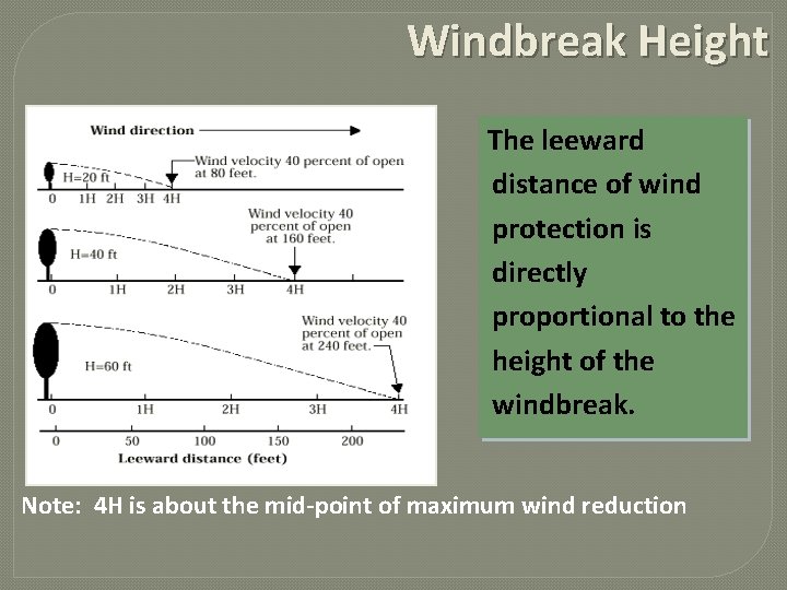 Windbreak Functions or How Do Windbreaks Work Richard