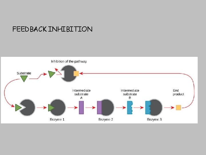 Chapter 6 Metabolism Gen Bio I Dr Capers
