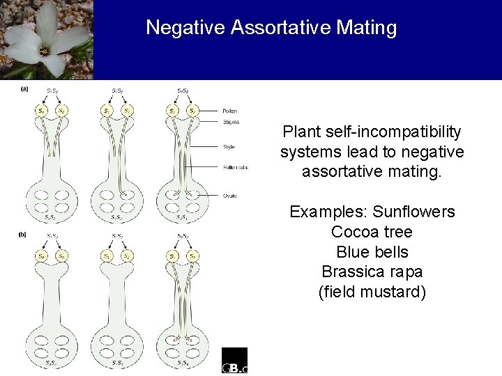 The plant of the day Bristlecone pine Two